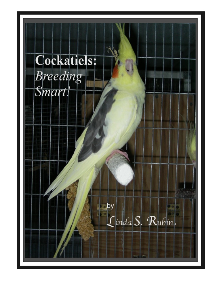 Cockatiels Keeping Guide | PDF | Birds | Bean