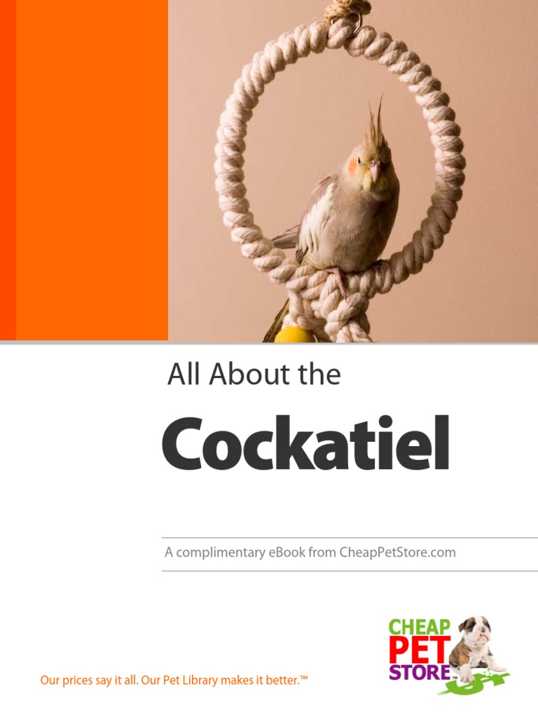 All About Cockatiels | PDF | Birds | Pet