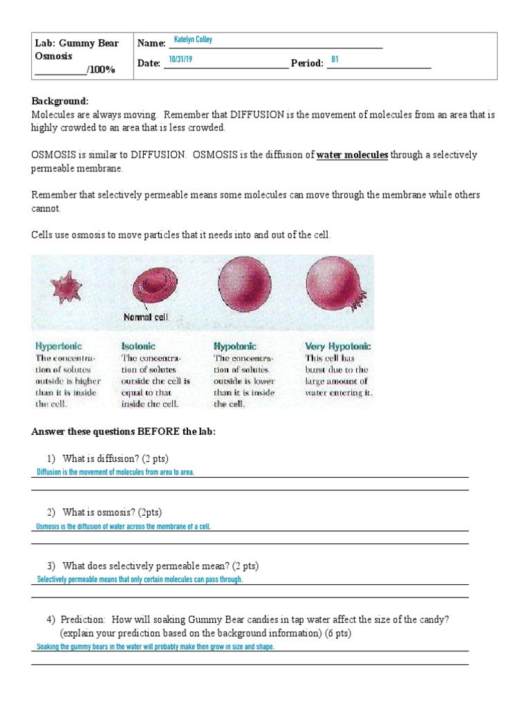 Gummy Bear Osmosis Lab PDF | PDF | Osmosis | Chemistry