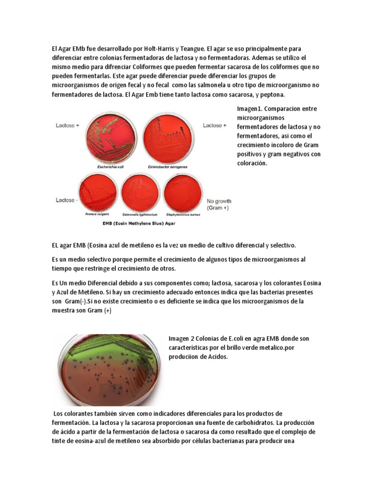 Agar Emb | PDF | Escherichia coli | Microbiología