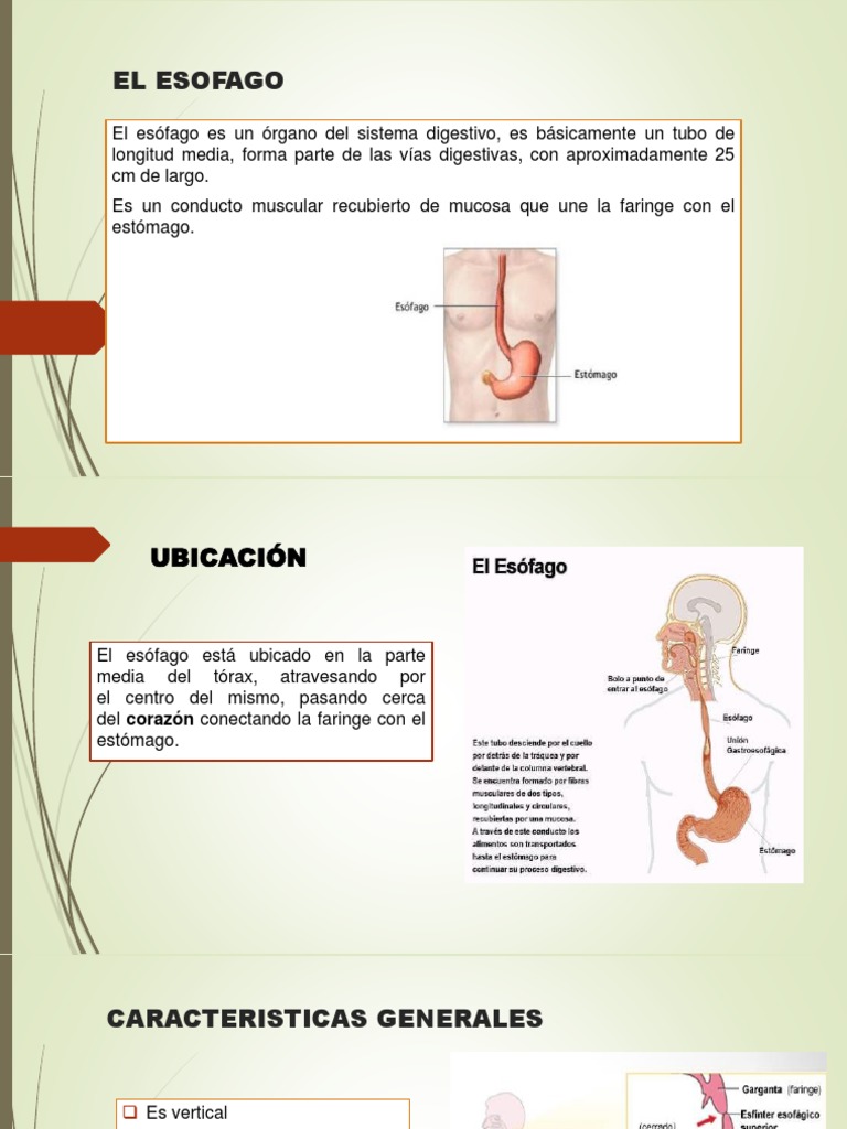 Características y funciones del esófago | PDF | Esófago | Abdomen