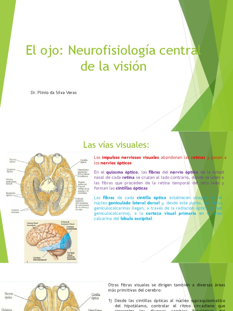 El Ojo-Neurofisiología Central de La Visión (Cap. 51) | PDF | Percepción visual | Corteza visual