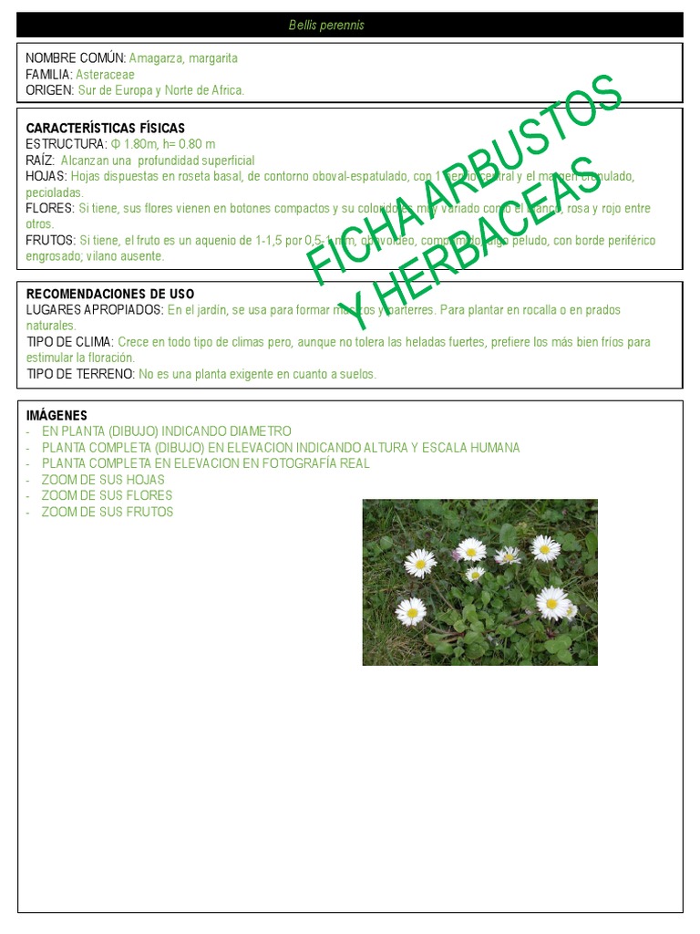 Fichas Técnicas Vegetación | PDF | Morfología Vegetal | Horticultura y jardinería