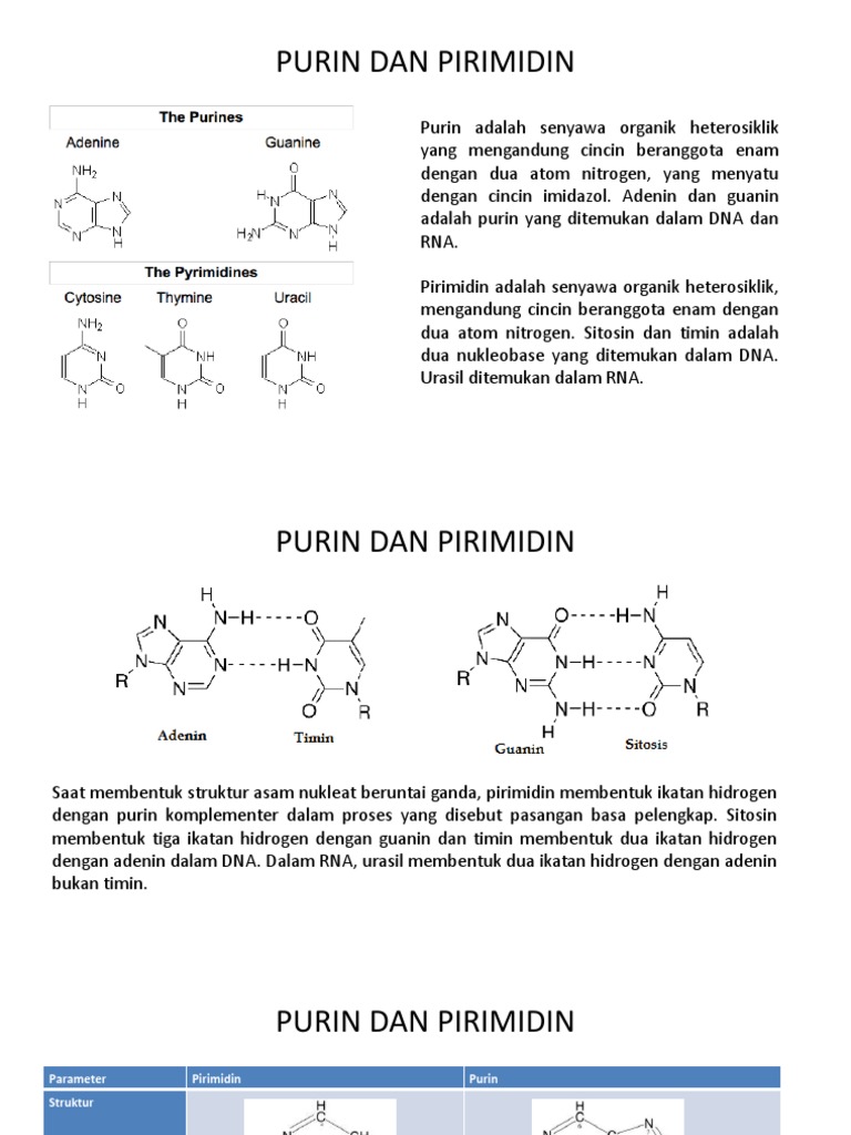 Purin Dan Pirimidin | PDF