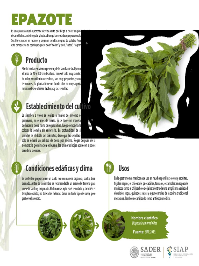 Monografía Epazote | PDF | Plantas | Botánica