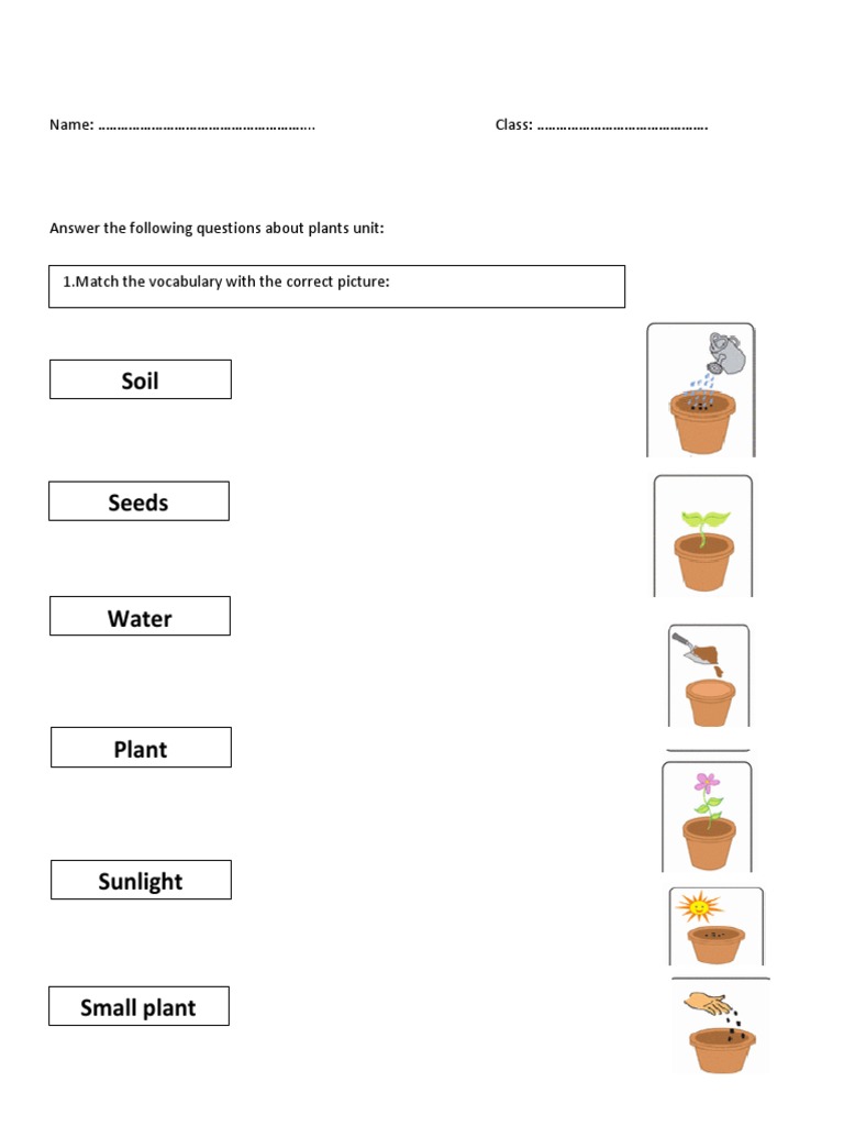 Plant Unit: Vocabulary & Life Cycle Worksheet | PDF