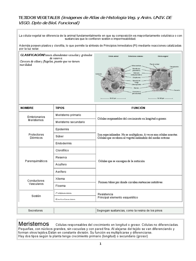 Apuntes de Histologia Vegetal | PDF | Tallo de la planta | Raíz