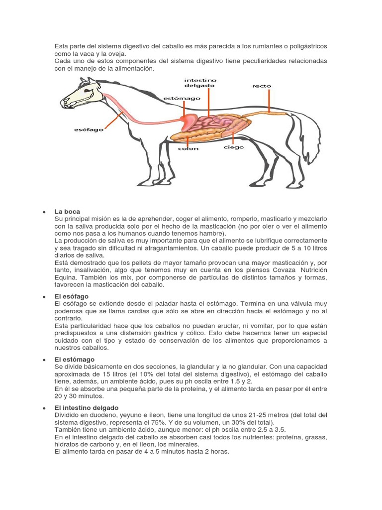 Sistema Digestivo de Los Equinos | PDF | Sistema digestivo humano ...