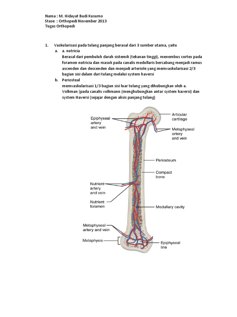Dokumen - Tips - Vaskularisasi Pada Tulang Femur | PDF