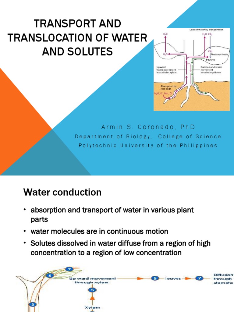 7 Transpor Translocation Water Solutes | PDF | Stoma | Osmosis