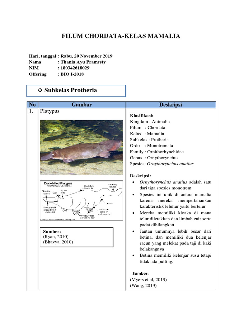 Laporan Referensi KH (Subkelas Protheria) Monotremata | PDF