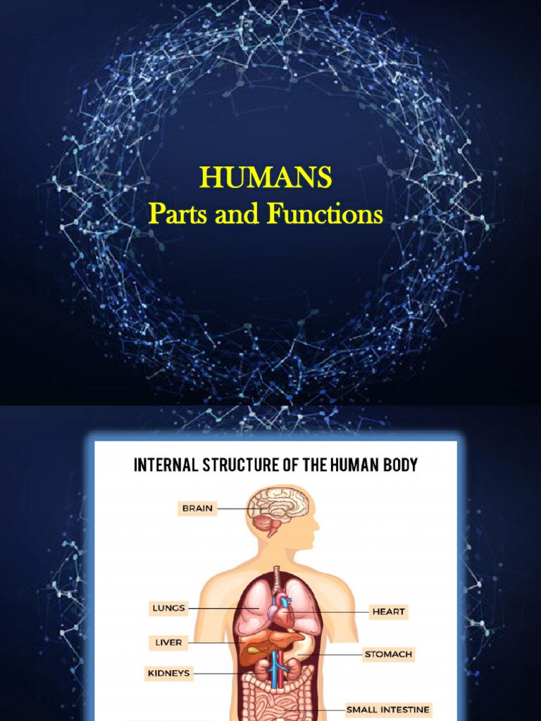 Human and Plant Anatomy Basics | PDF | Frog | Egg