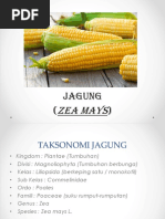 Klasifikasi Tanaman Jagung Nama Ilmiah Jagung Adalah Zea Mays | PDF