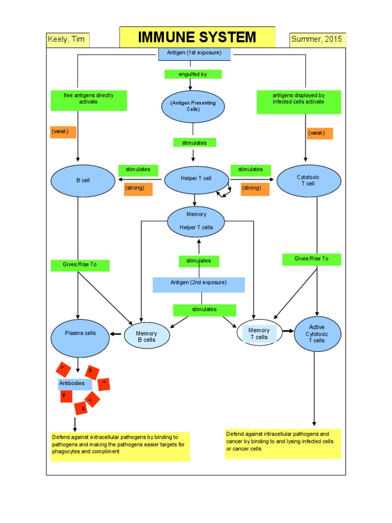 Immune System Part 1 | PDF | Antigen | Immune System