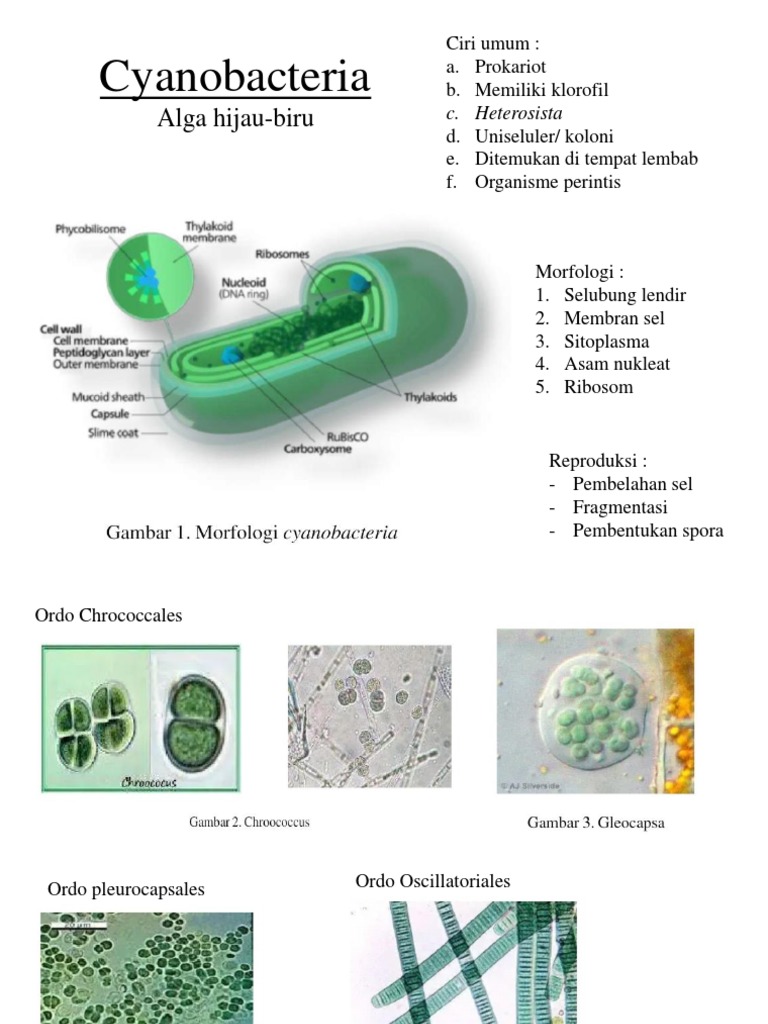 Ciri dan Struktur Cyanobacteria | PDF