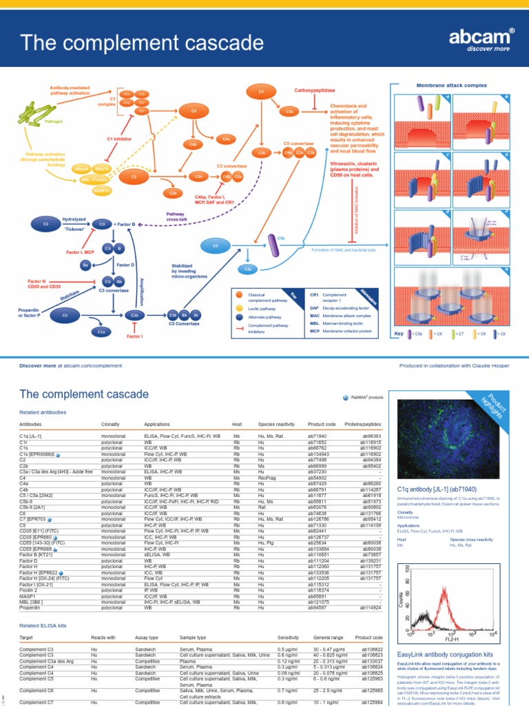 The Complement Cascade: Membrane Attack Complex | PDF | Complement ...