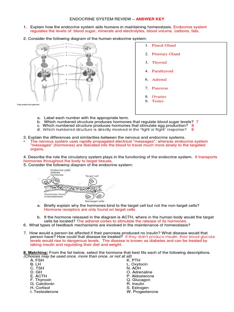 Pineal Gland Pituitary Gland Thyroid Parathyroid Adrenal Pancreas ...