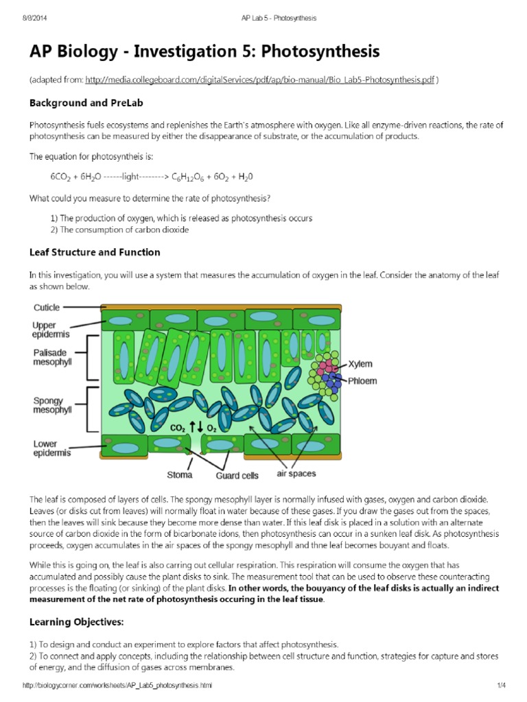 AP Biology - Investigation 5 - Photosynthesis | PDF