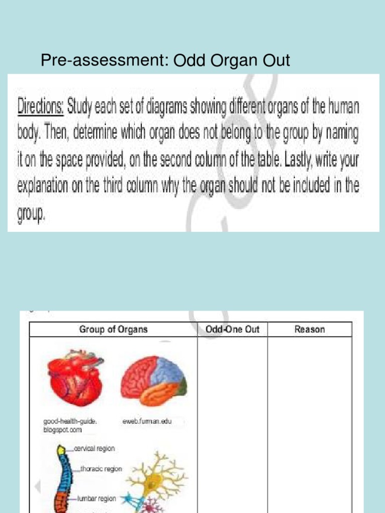 Pre-Assessment: Odd Organ Out | PDF | Nervous System | Central Nervous ...