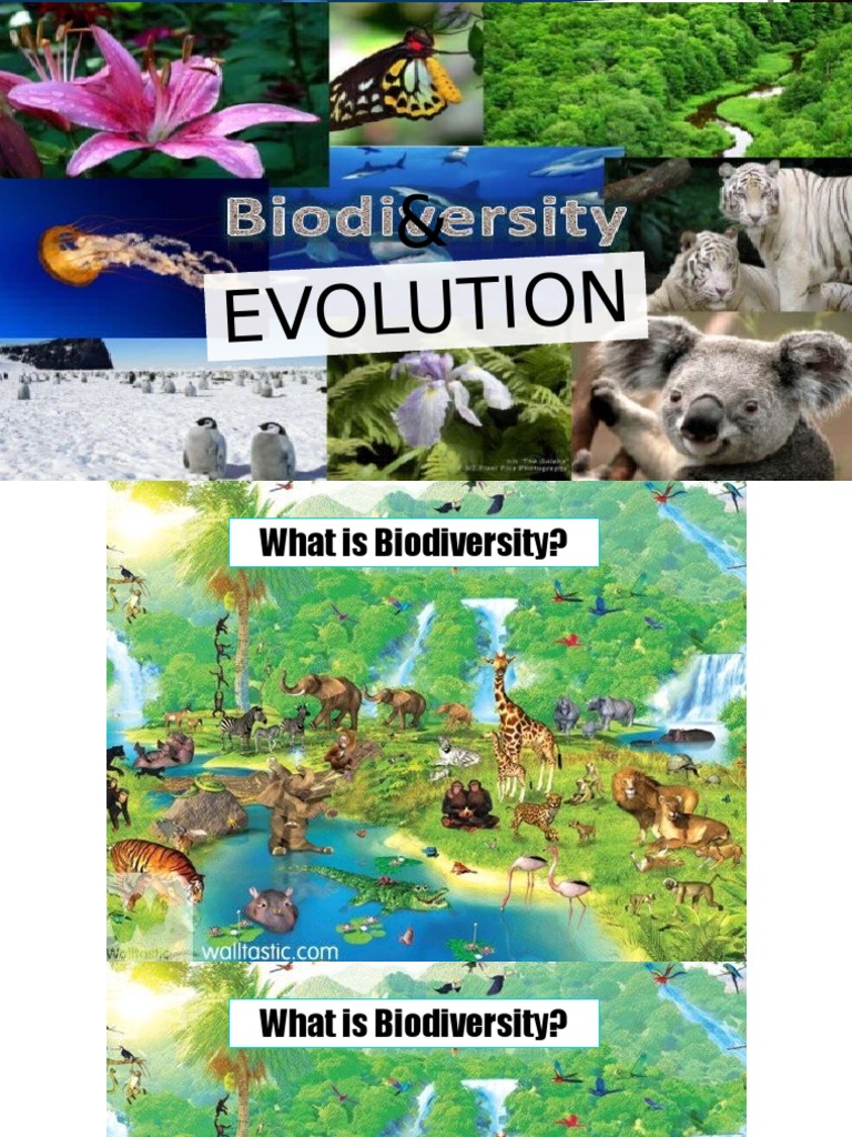 Biodiversity and Evolution Overview | PDF | Biodiversity | Ecological Niche
