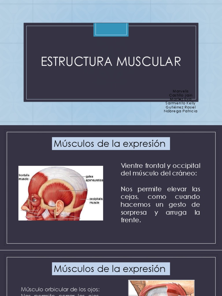 Estructura Muscular | PDF | Sistema musculoesquelético | Anatomía humana