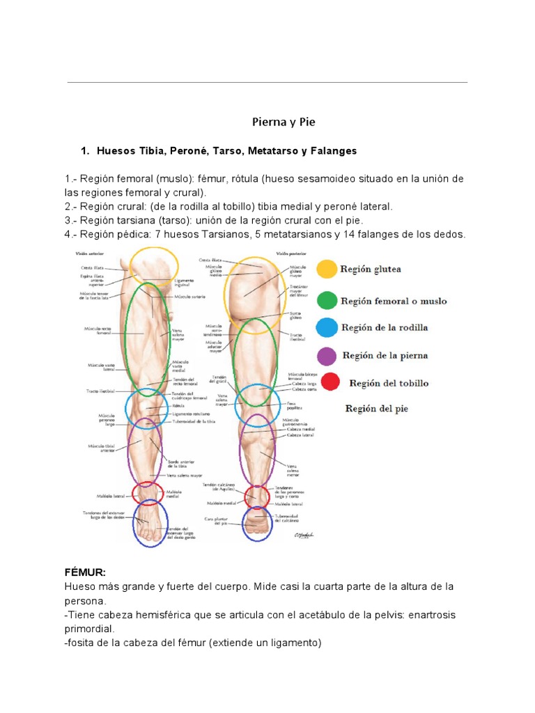 Pierna y Pie: 1. Huesos Tibia, Peroné, Tarso, Metatarso y Falanges ...
