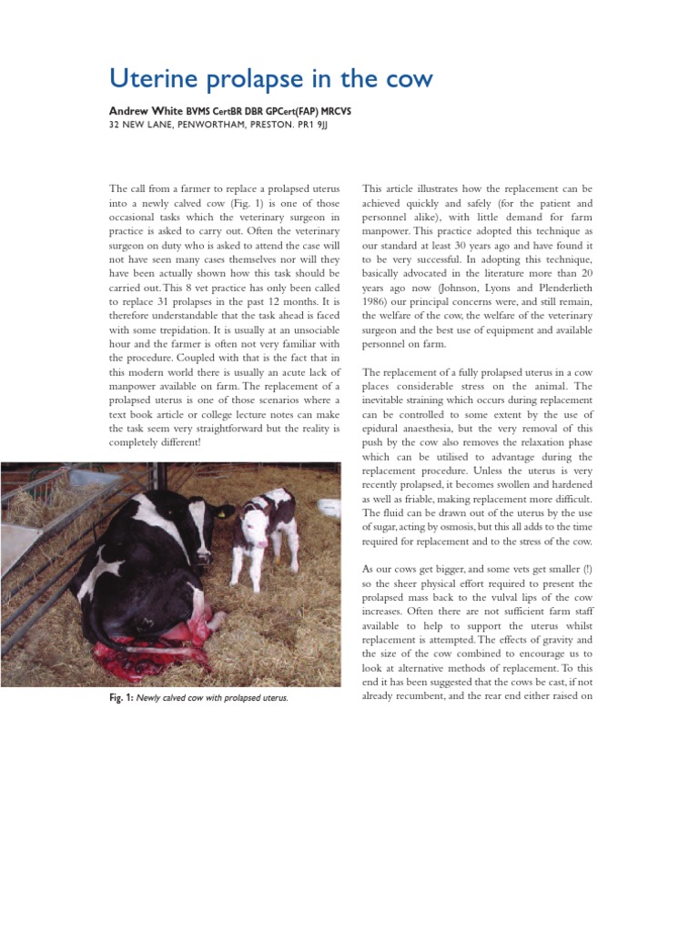 Cattle Uterine Prolapse | Cattle | Uterus