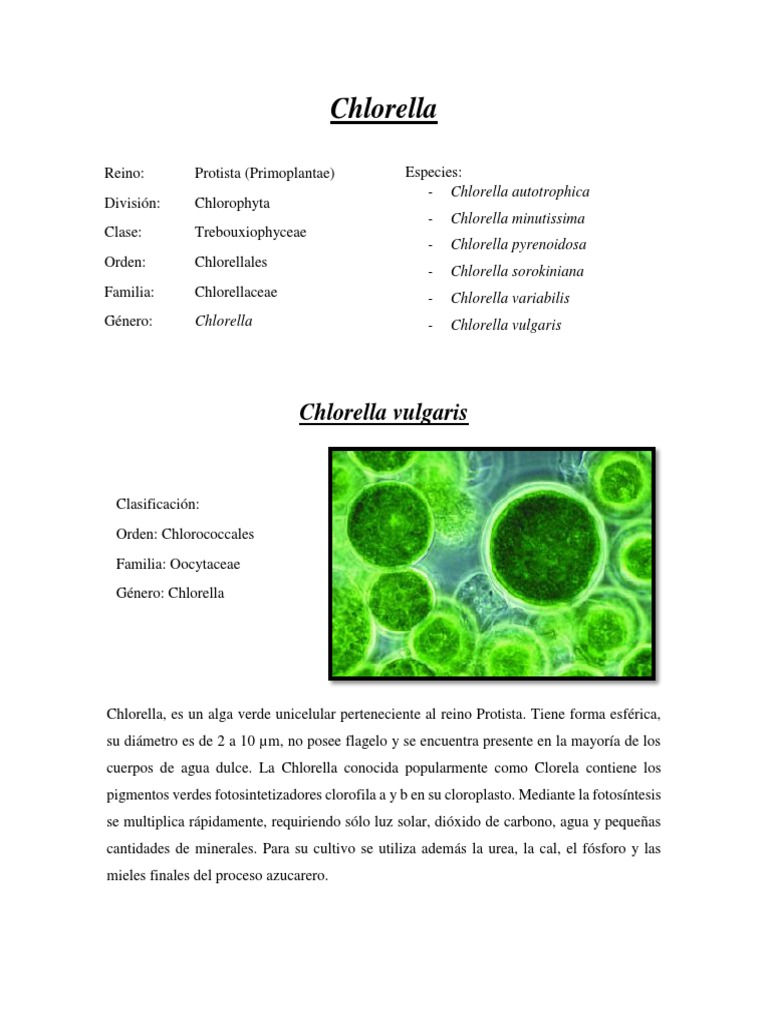 Chlorella Vulgaris Microalga | PDF | Fotosíntesis | Vitamina