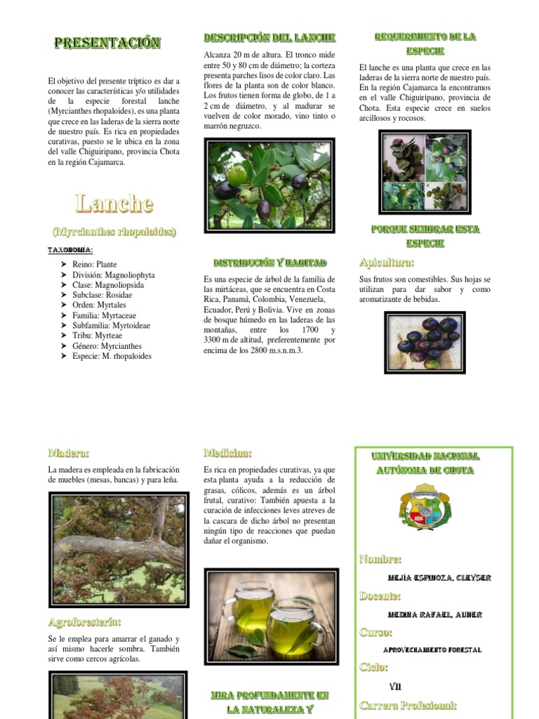 Lanche | PDF | Arboles | Forma de vida vegetal