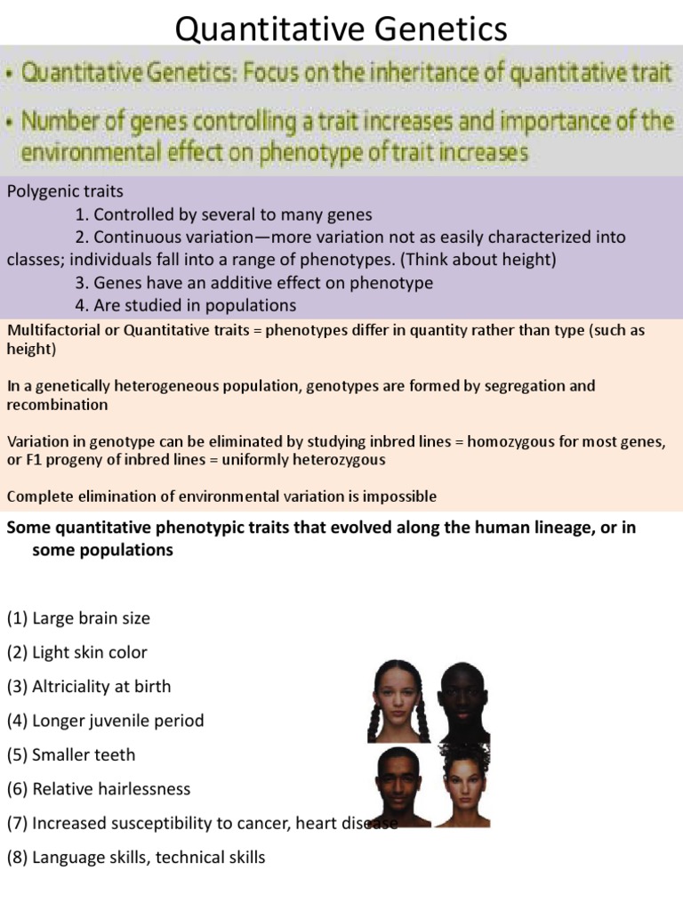 Quantitative Genetics | PDF | Quantitative Trait Locus | Heritability