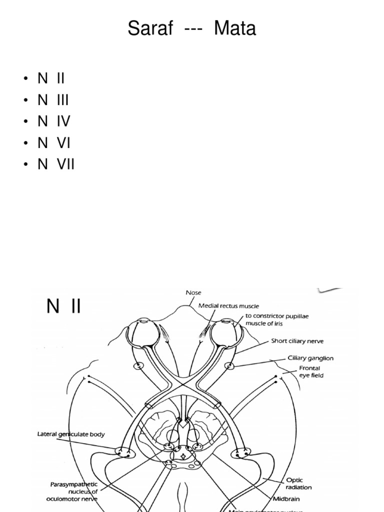 Saraf - Mata: - N Ii - N Iii - N Iv - N Vi - N Vii | PDF