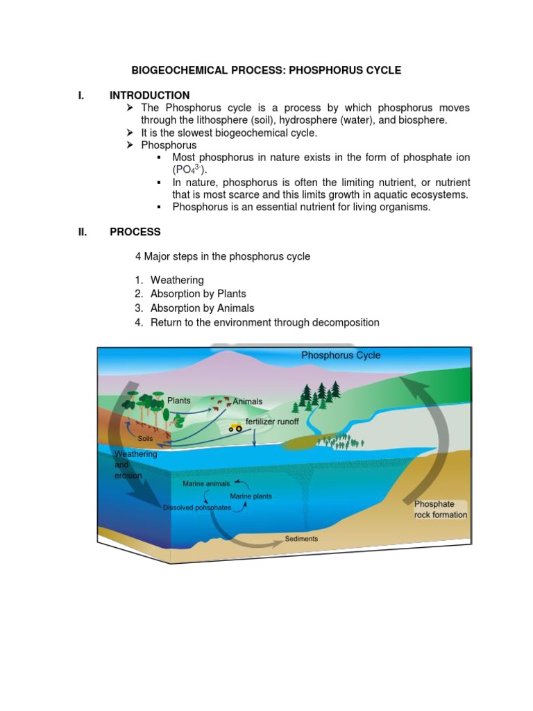 Phosphorus Cycle - Final.docx | Eutrophication | Dead Zone (Ecology)