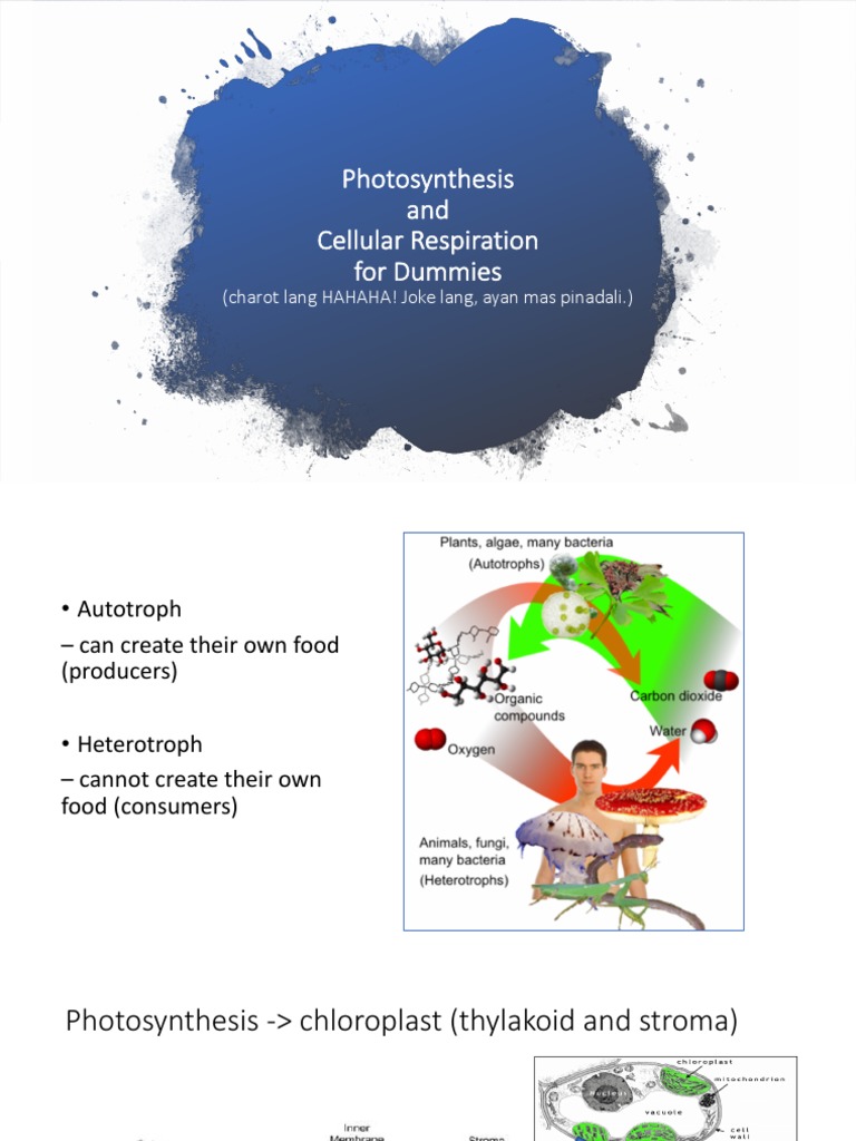 Photosynthesis and Cellular Respiration Guide | PDF | Cellular ...