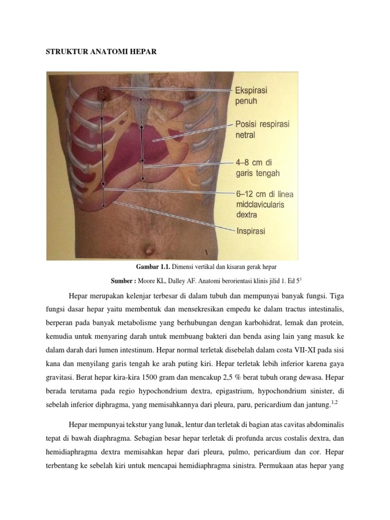 Anatomi Hepar | PDF
