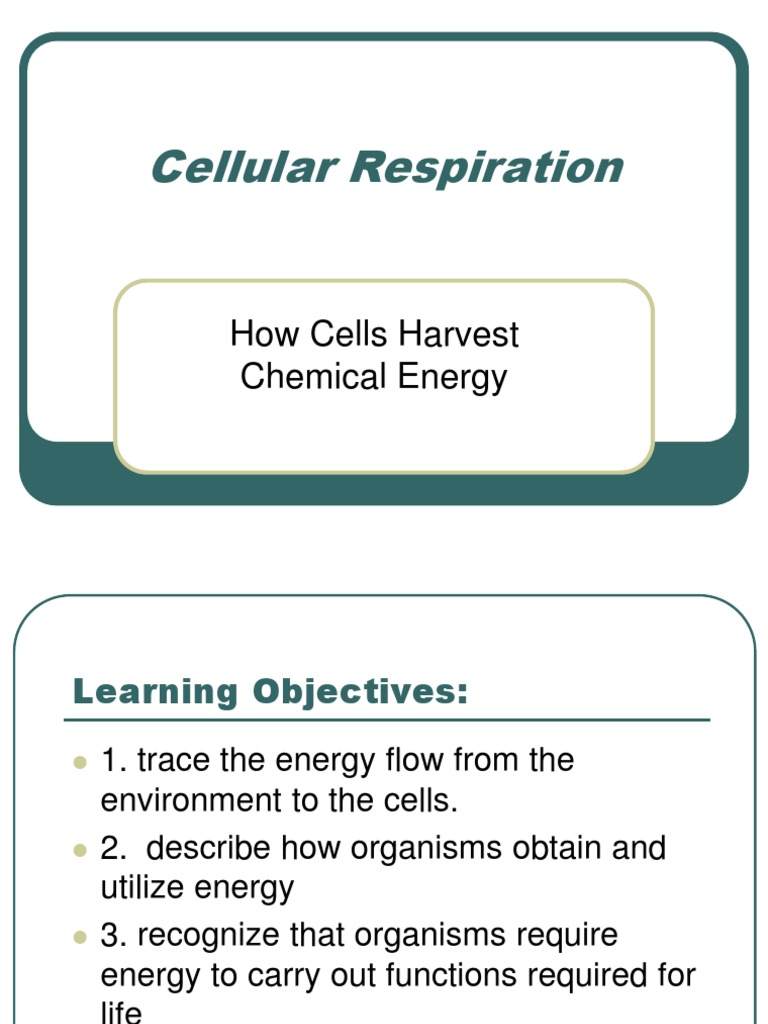 Lesson 21 Cellular Respiration | PDF | Cellular Respiration | Adenosine ...