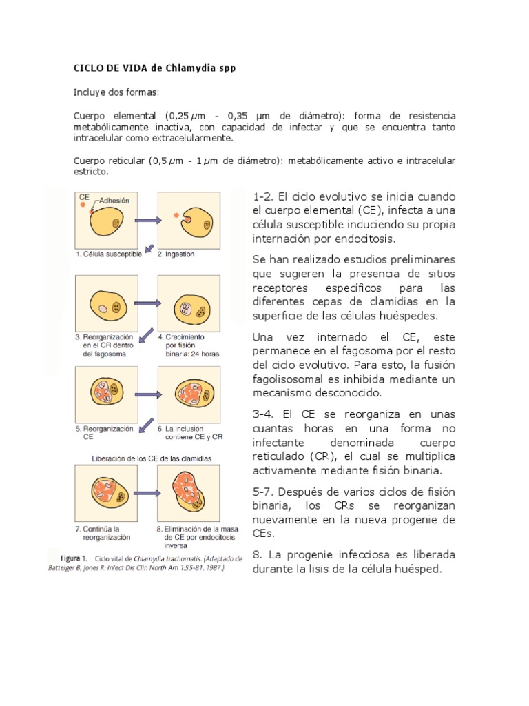 Ciclo de Vida de Chlamydia spp. | PDF