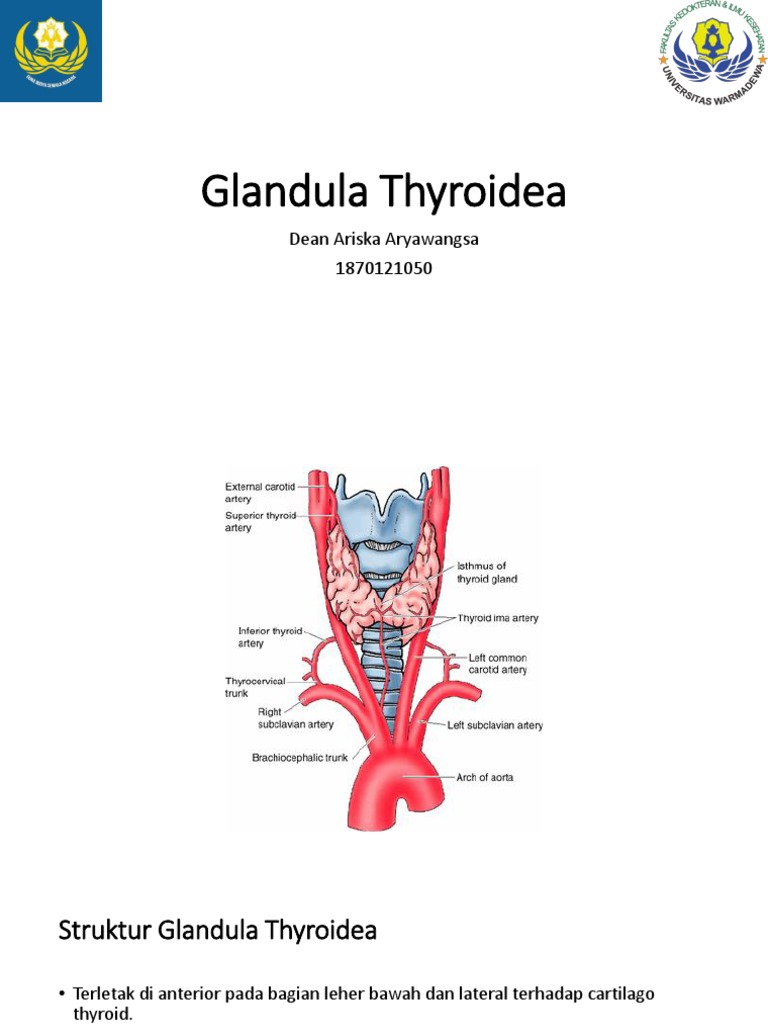 Glandula Thyroidea | PDF