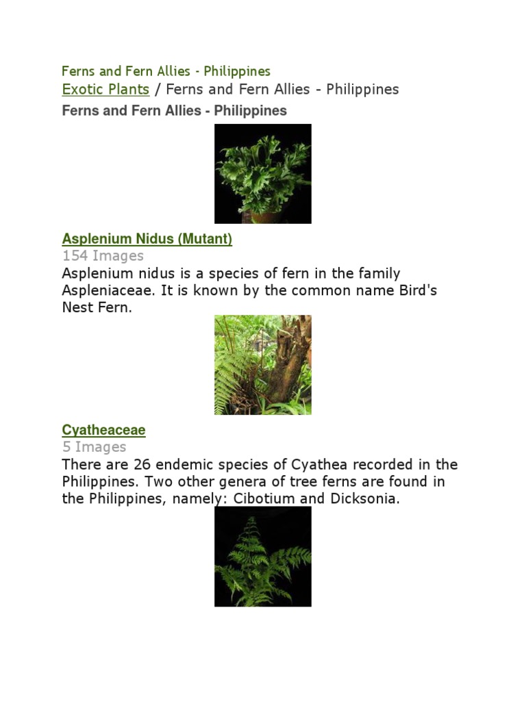 Ferns and Fern Allies | PDF | Home & Garden | Science & Mathematics