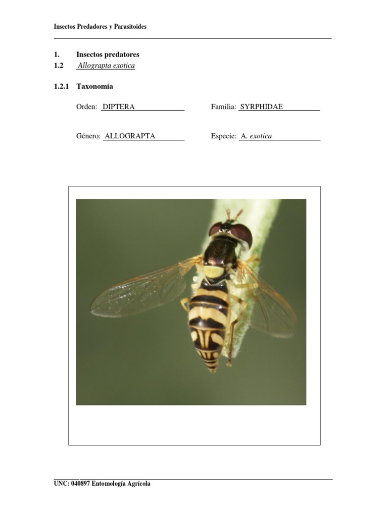 Diptera | PDF | Mosca | Insectos