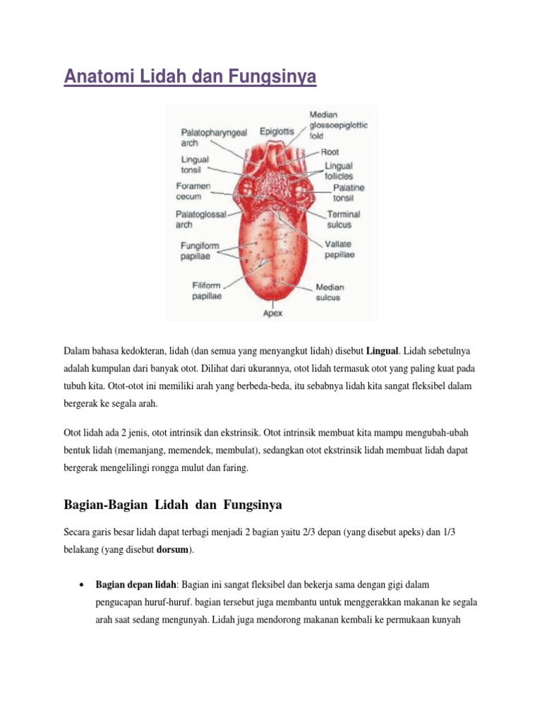 Anatomi Lidah Dan Fungsinya | PDF