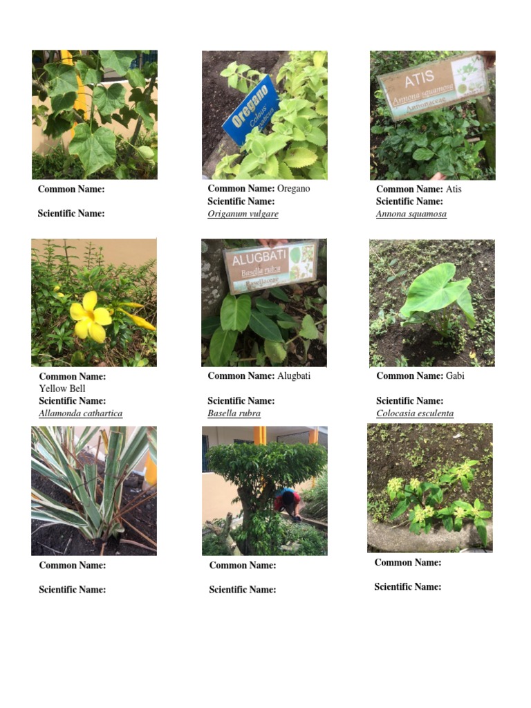 Pharmaceutical Botany | PDF | Medicinal Plants | Medicinal Herbs And Fungi