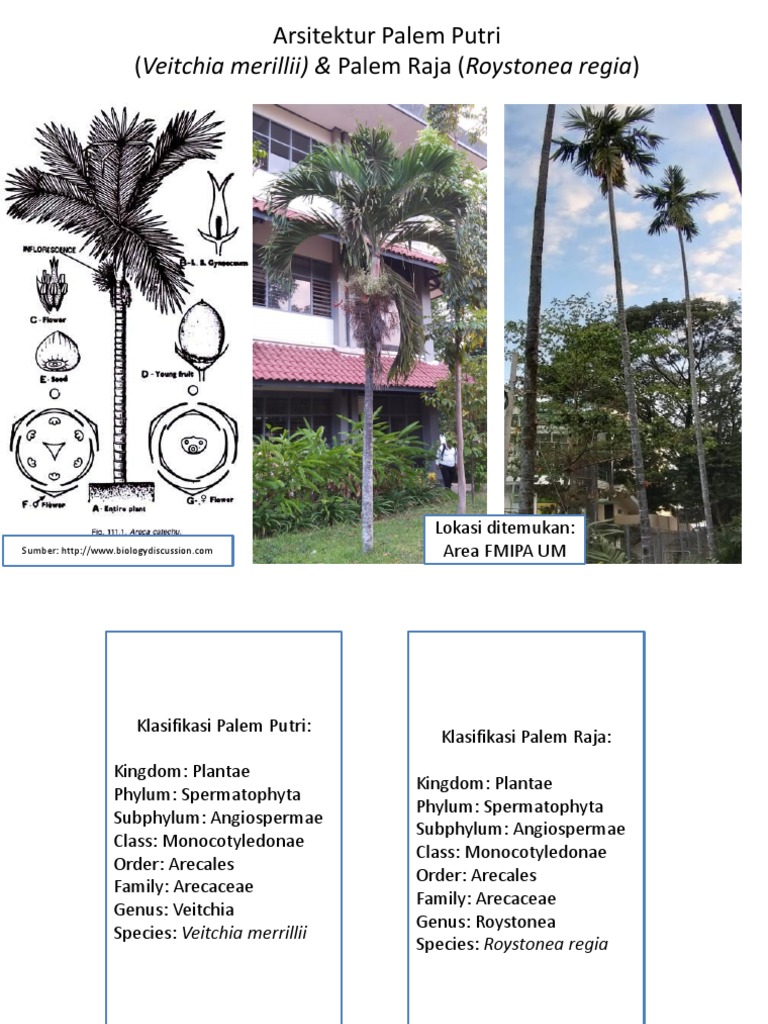 Arsitektur Palem Putri | PDF