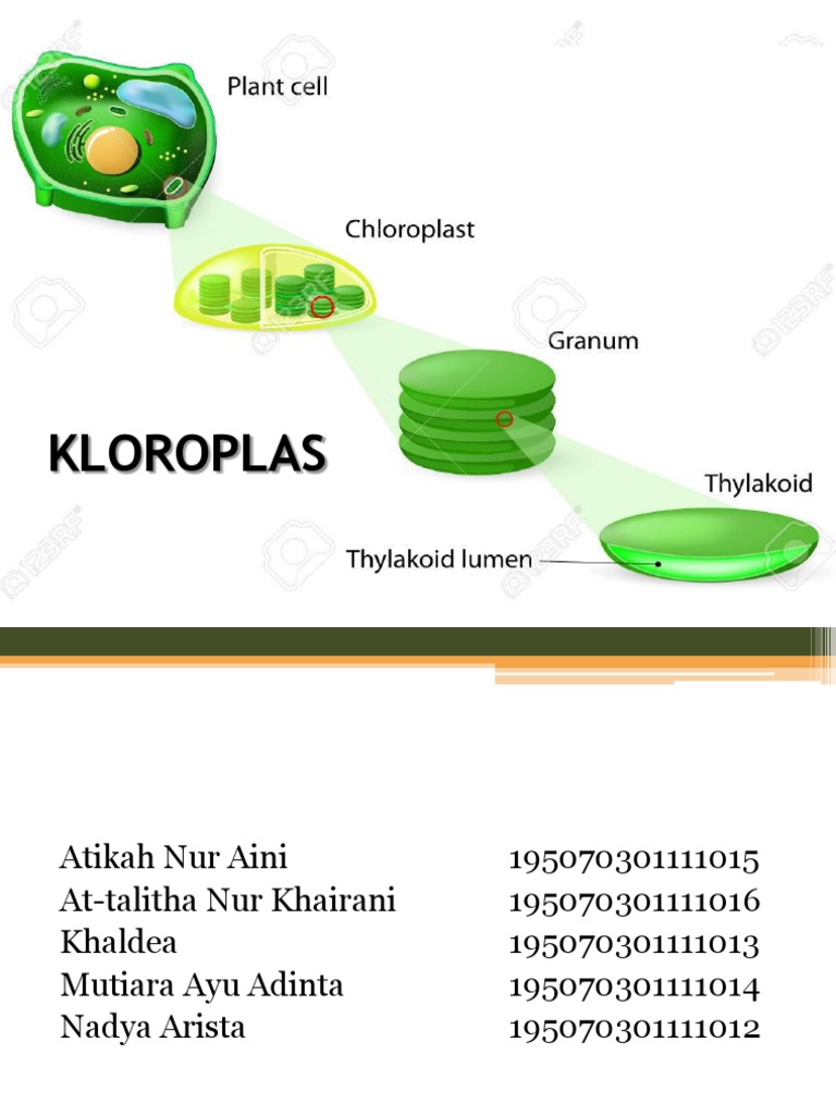 KLOROPLAS | PDF