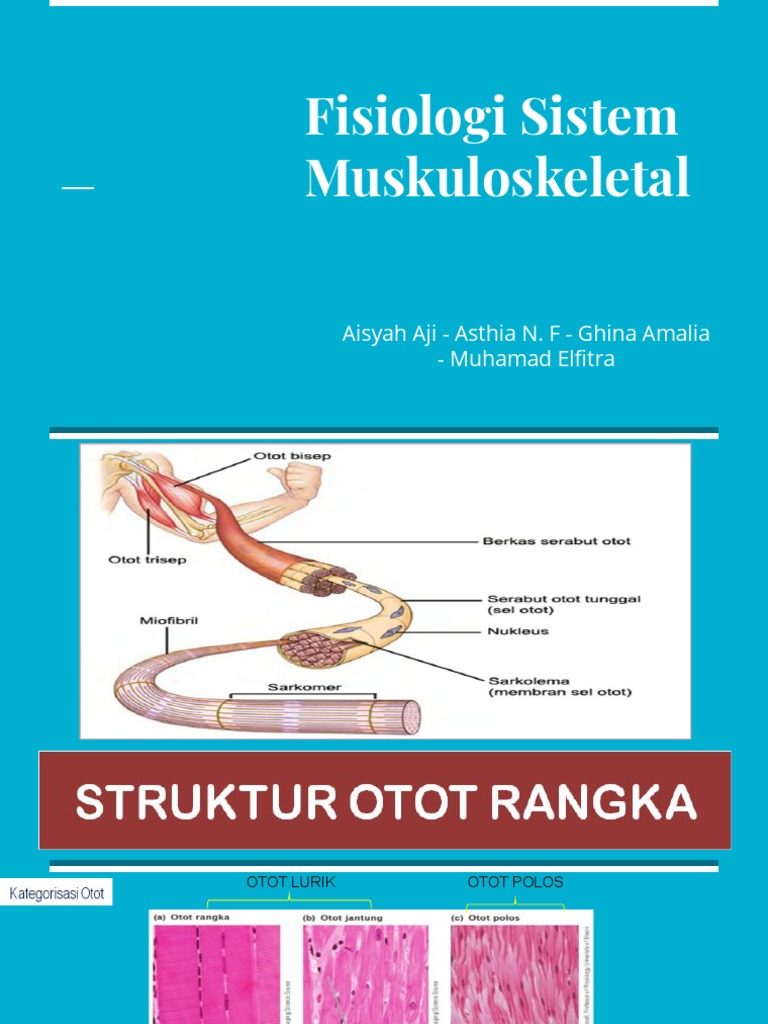 Fisiologi Otot | PDF