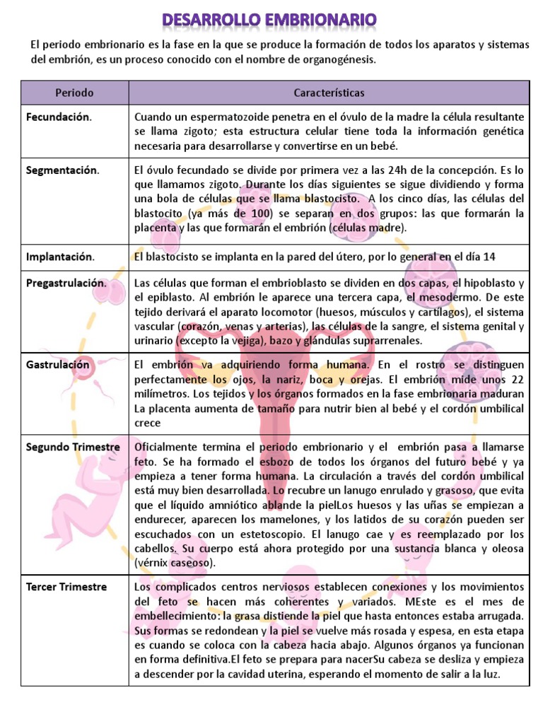Cuadro Desarrollo Embrionario | PDF | Placenta | Feto