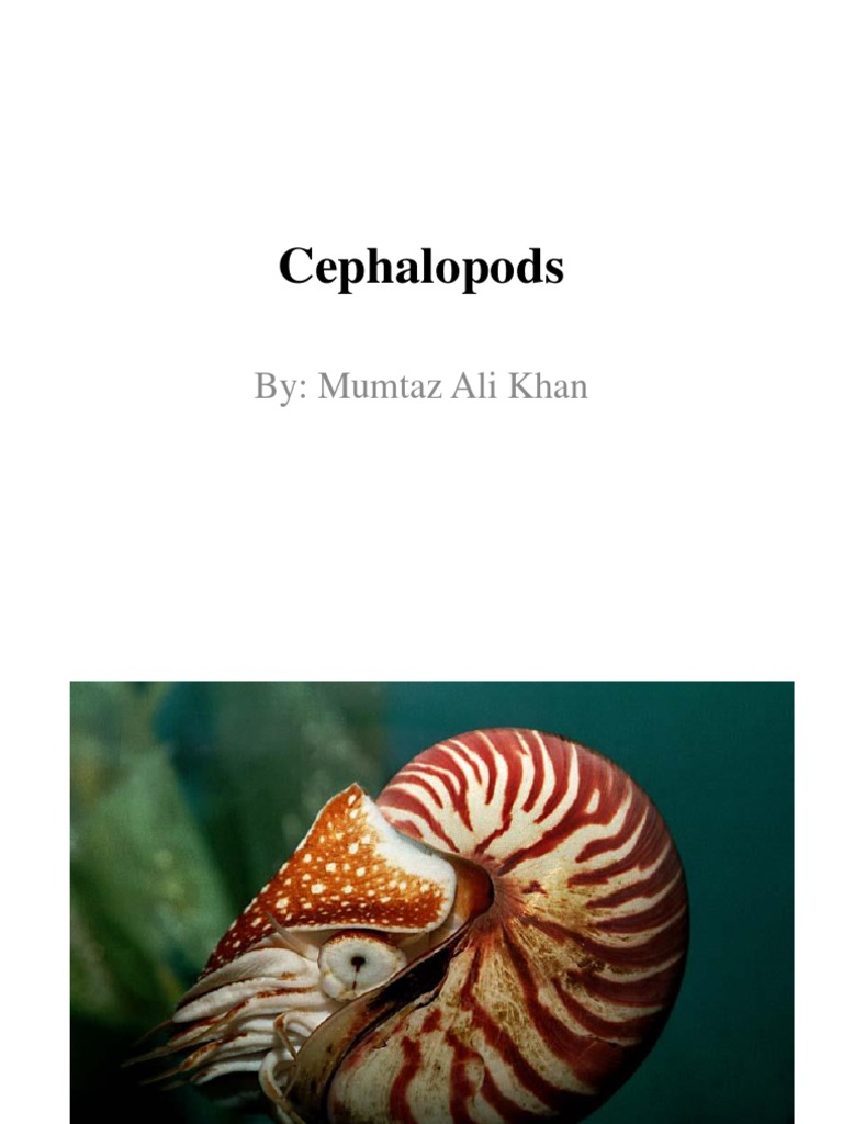 Cephalopods | PDF | Molluscs | Organisms
