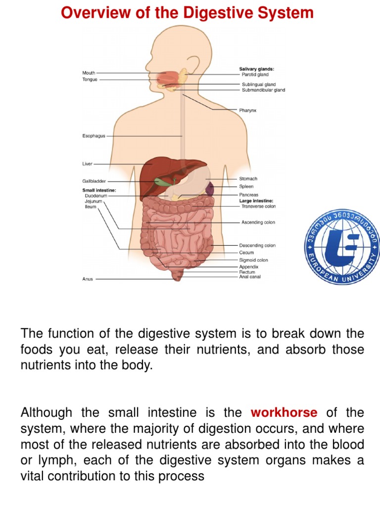 Overview of The Digestive System | PDF | Gastrointestinal Tract ...