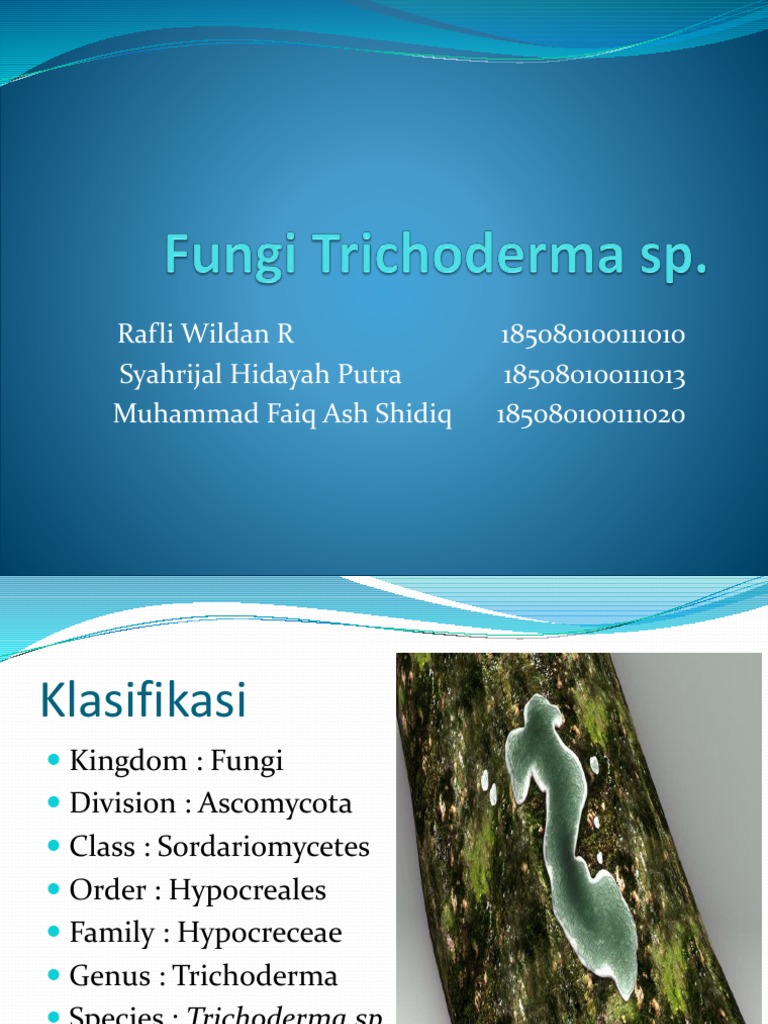 Trichoderma SP | PDF