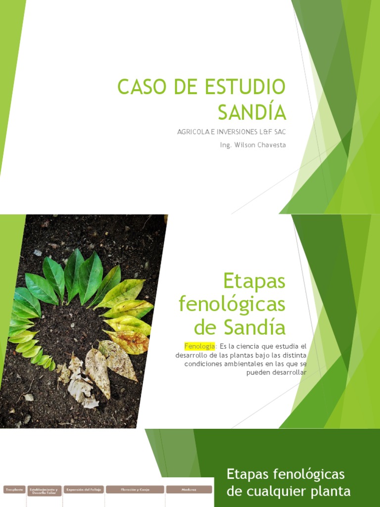 Caso de Estudio Sandia | PDF | Germinación | Botánica