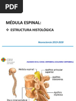 Fisiopatología de Las Células Renshaw | PDF